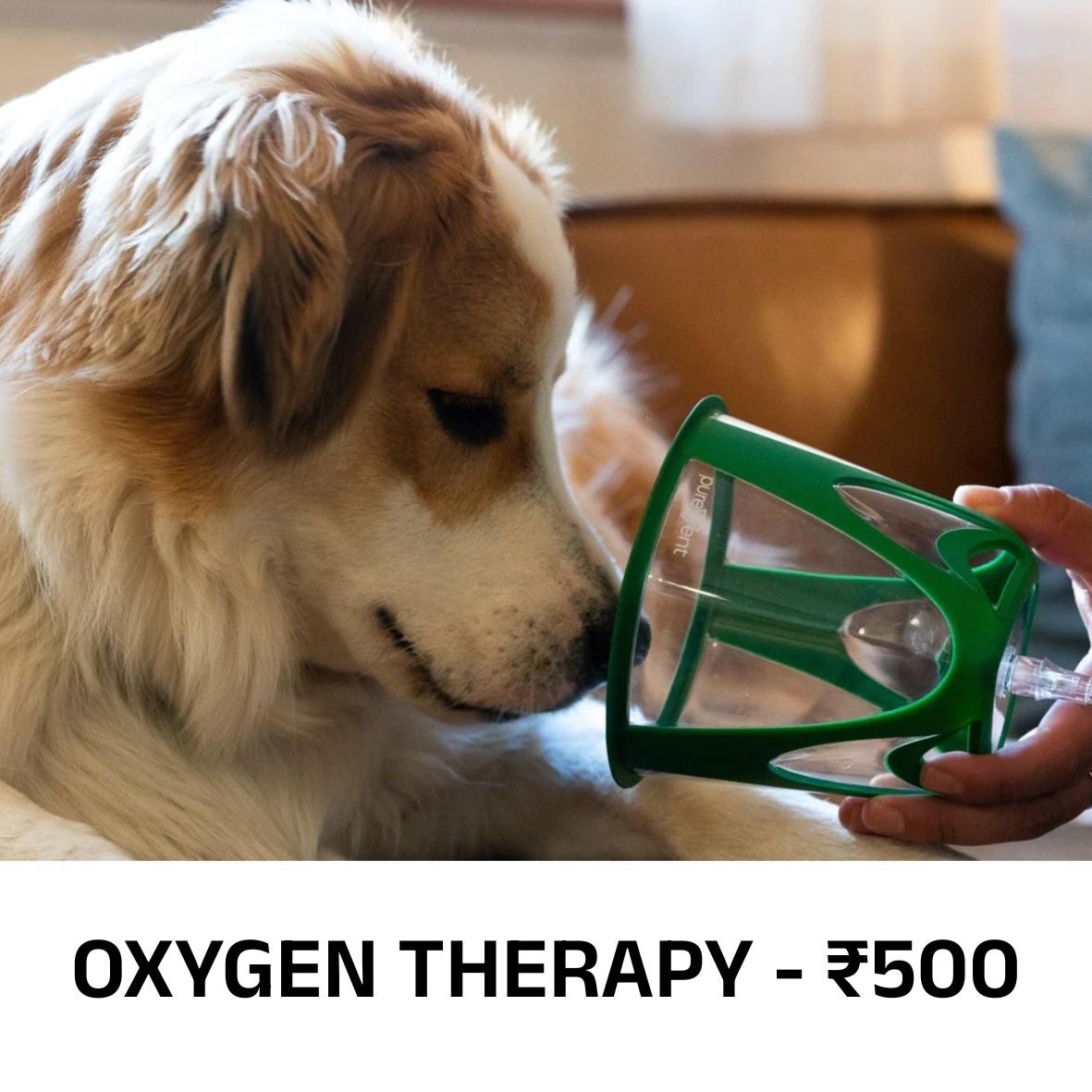 Distemper Treatment & Therapies - Earthlings Trust